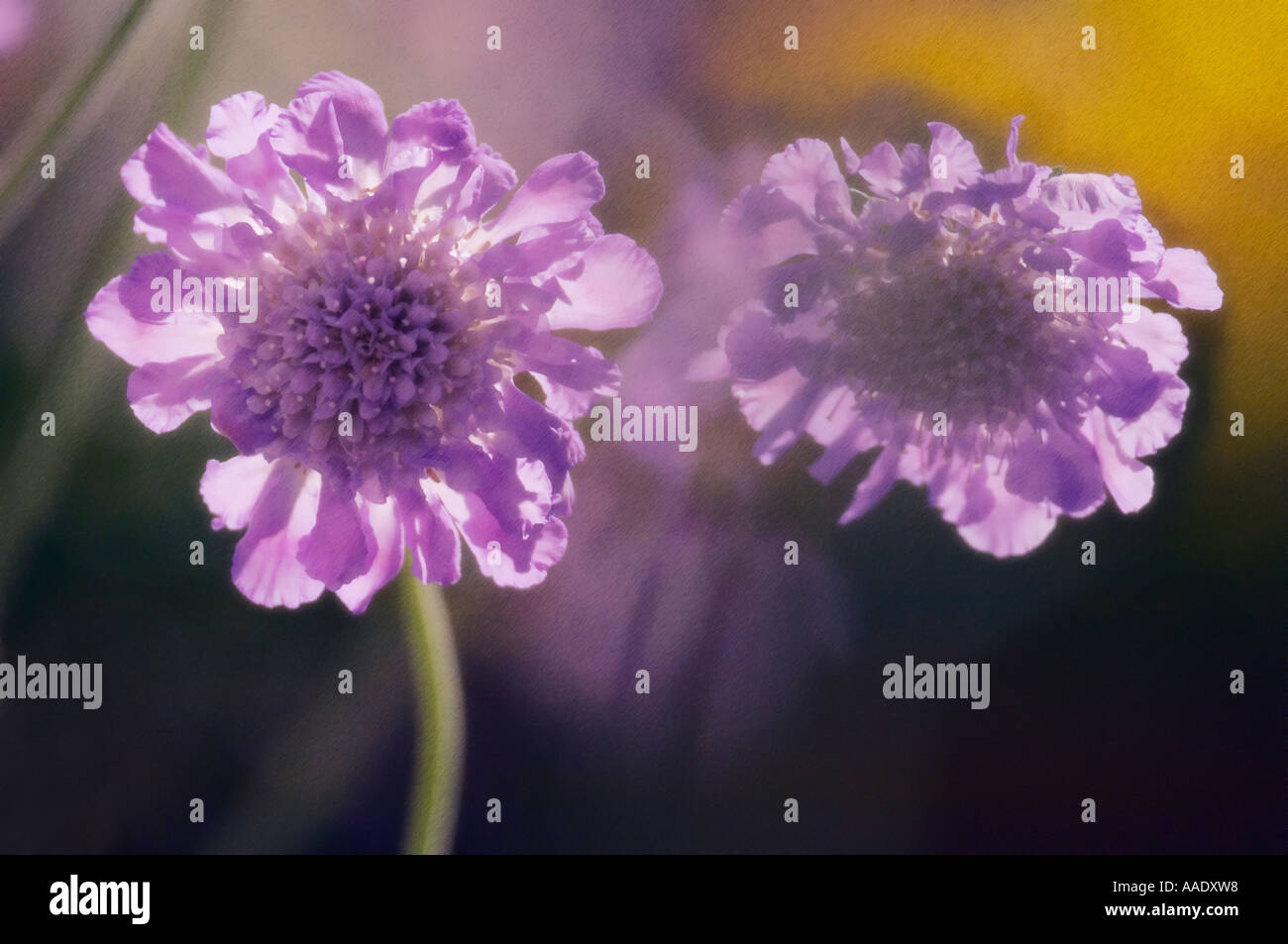 Scabiosa flowers hi-res stock photography and images - Alamy