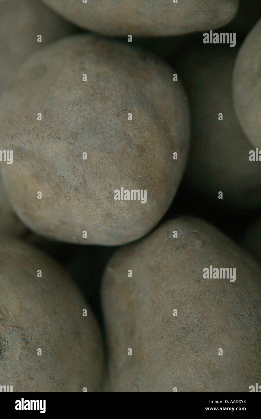 upright vertical detail close up of muddy potatoes fresh from the ...
