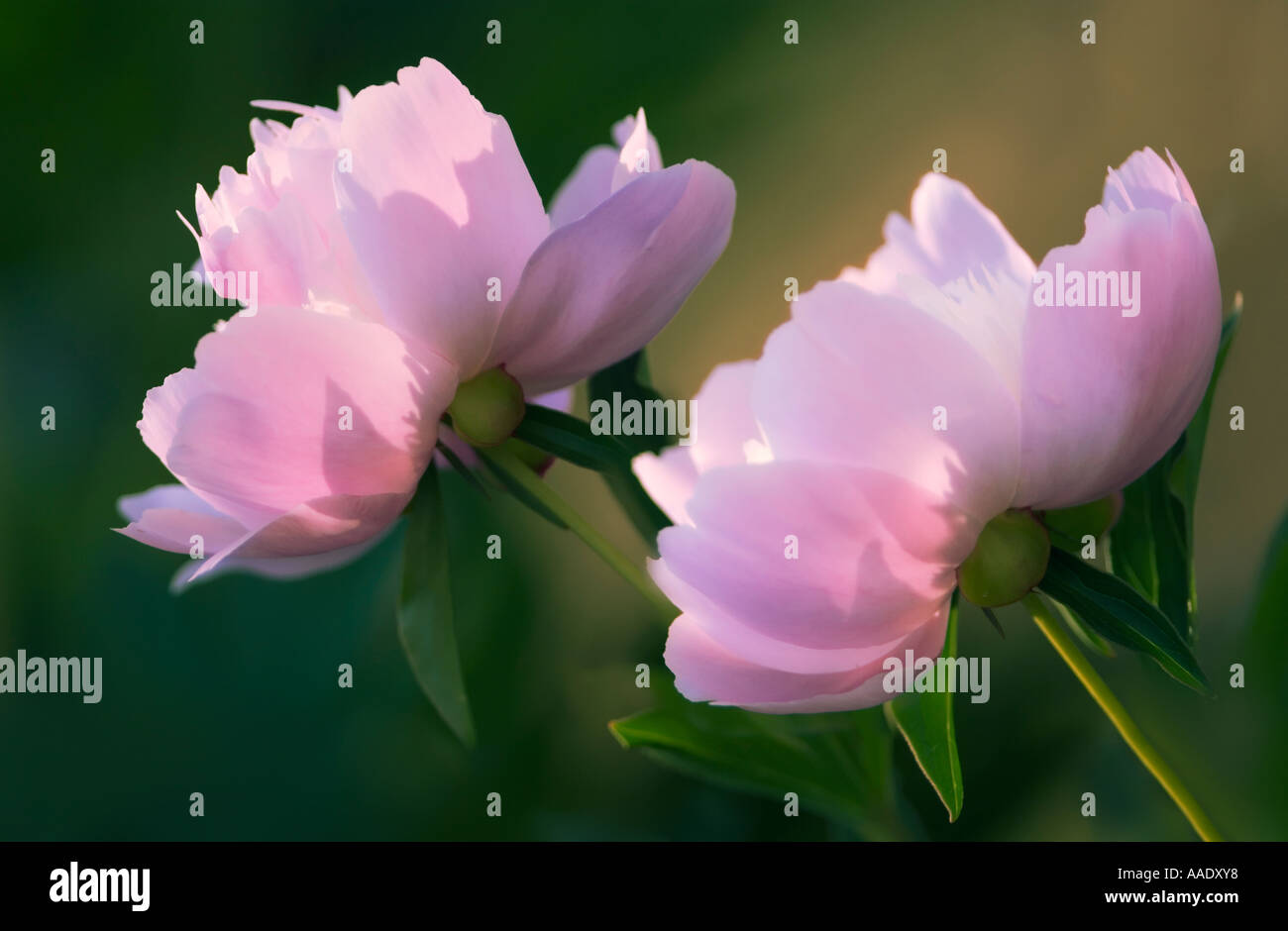 Two pink peonies Stock Photo - Alamy