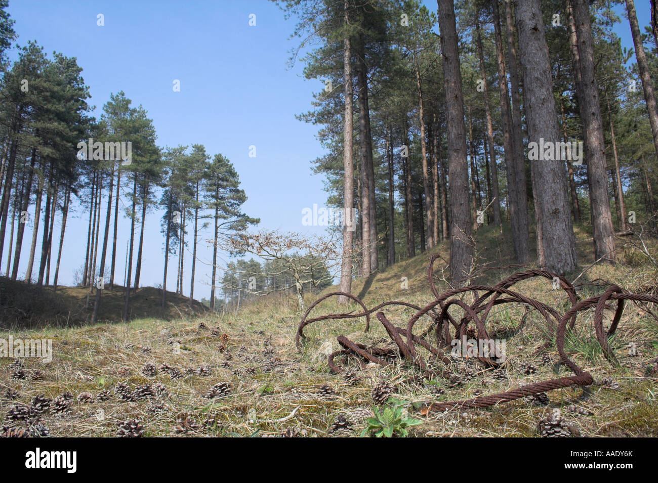 Pembrey Forest, Wales, UK Stock Photo - Alamy