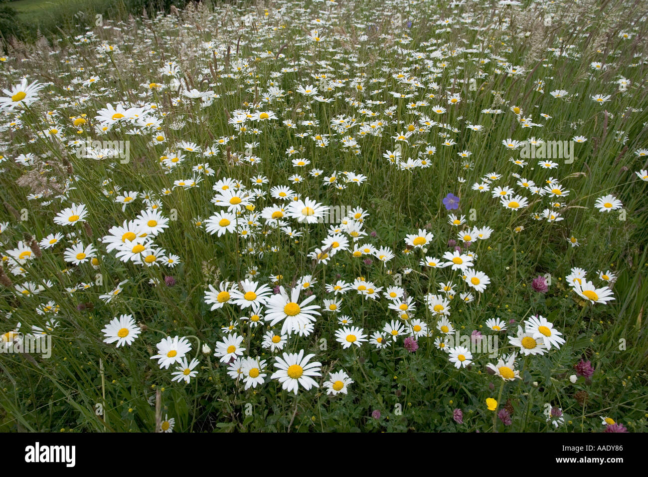 Wildflowers on roadside verge Cotswolds UK Stock Photo - Alamy