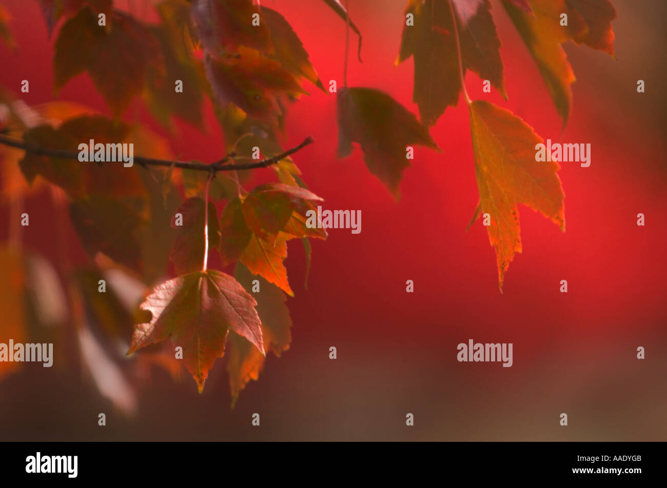 Acer yelllow red hi-res stock photography and images - Alamy
