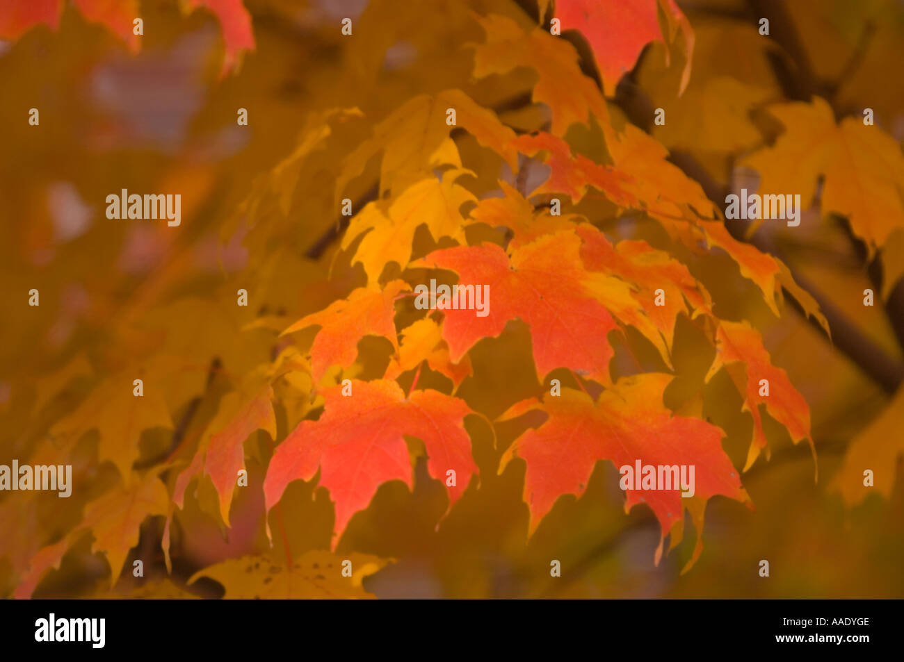 Maple leaf trio hi-res stock photography and images - Alamy