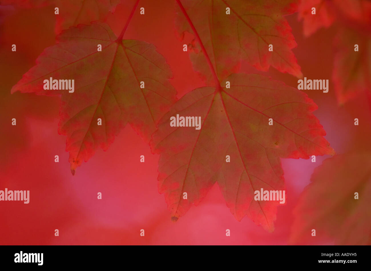 Acer yelllow red hi-res stock photography and images - Alamy