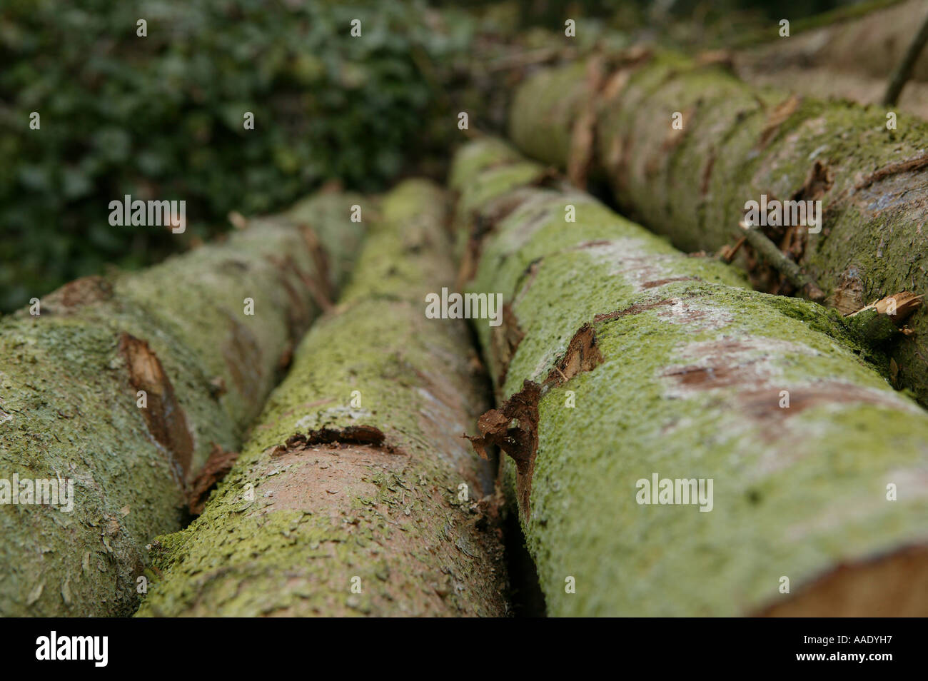 stack of felled tree trunks from rural forest stored ready for ...