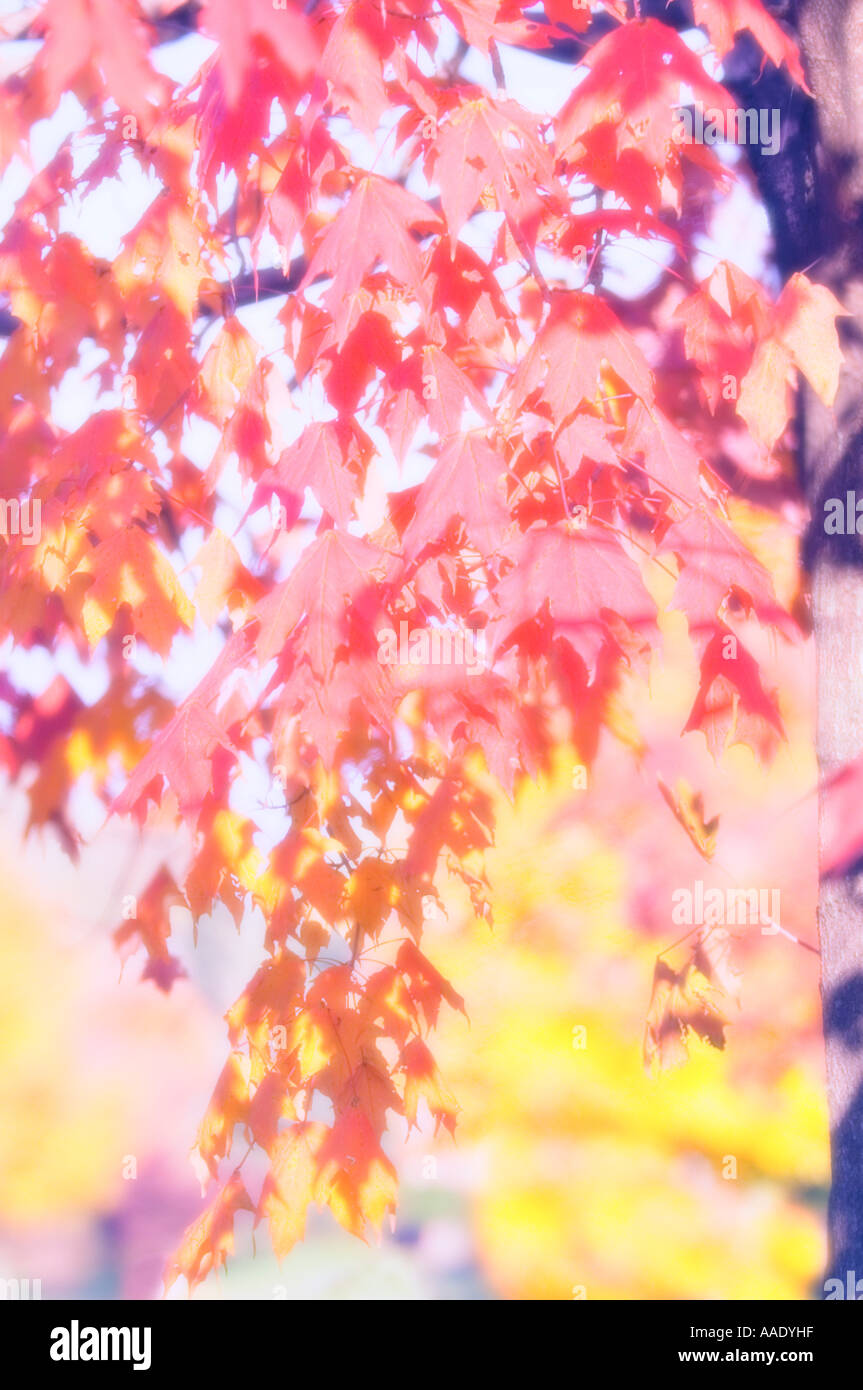 Maple tree tree branch Stock Photo - Alamy