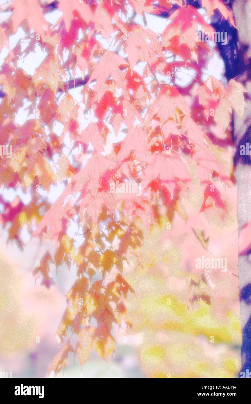 Maple tree branch Stock Photo - Alamy