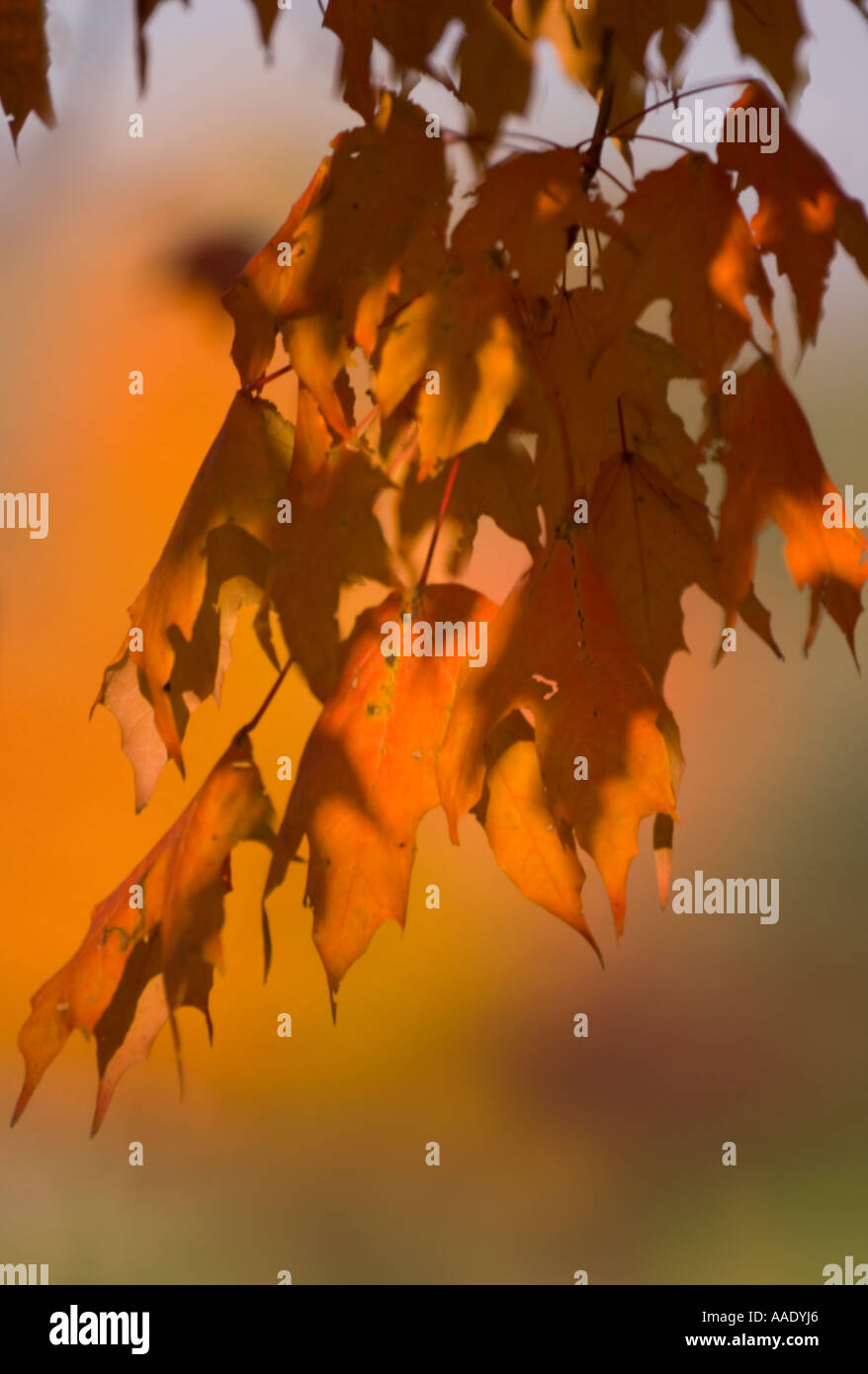 Maple tree branch Stock Photo - Alamy