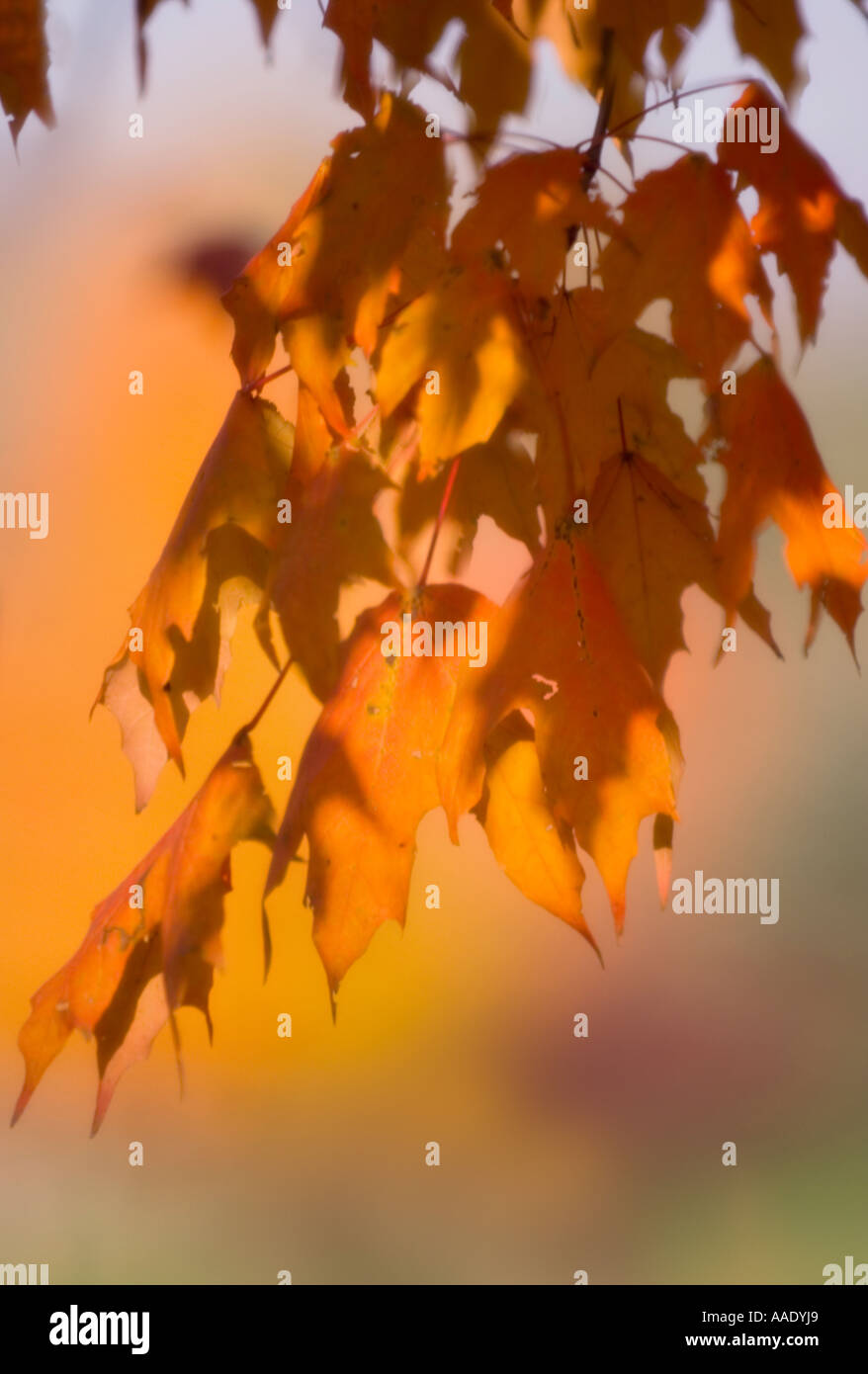 Maple tree branch Stock Photo - Alamy