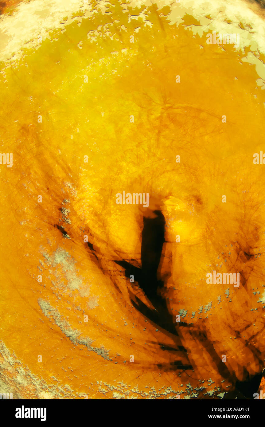 Sugar maple fall colours hi-res stock photography and images - Alamy