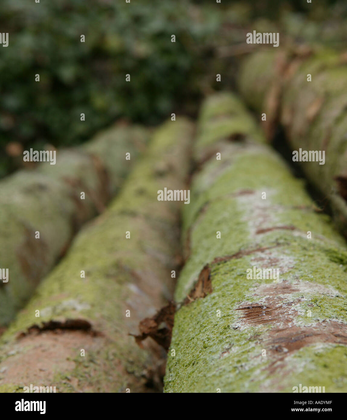 stack of felled tree trunks from rural forrest stored ready for ...