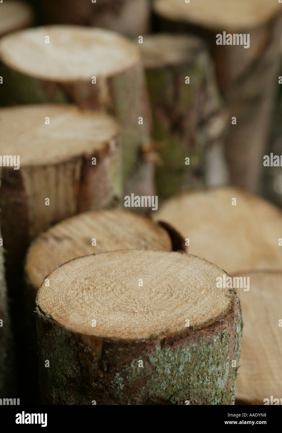 upright stack of felled tree trunks from rural forrest stored ready for ...