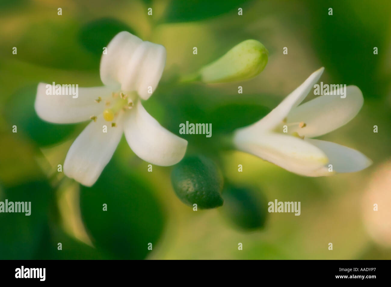 Fragile orange jasmine murraya paniculata flowers flower bud botanical ... Fragile orange jasmine murraya paniculata flowers flower bud botanical ...