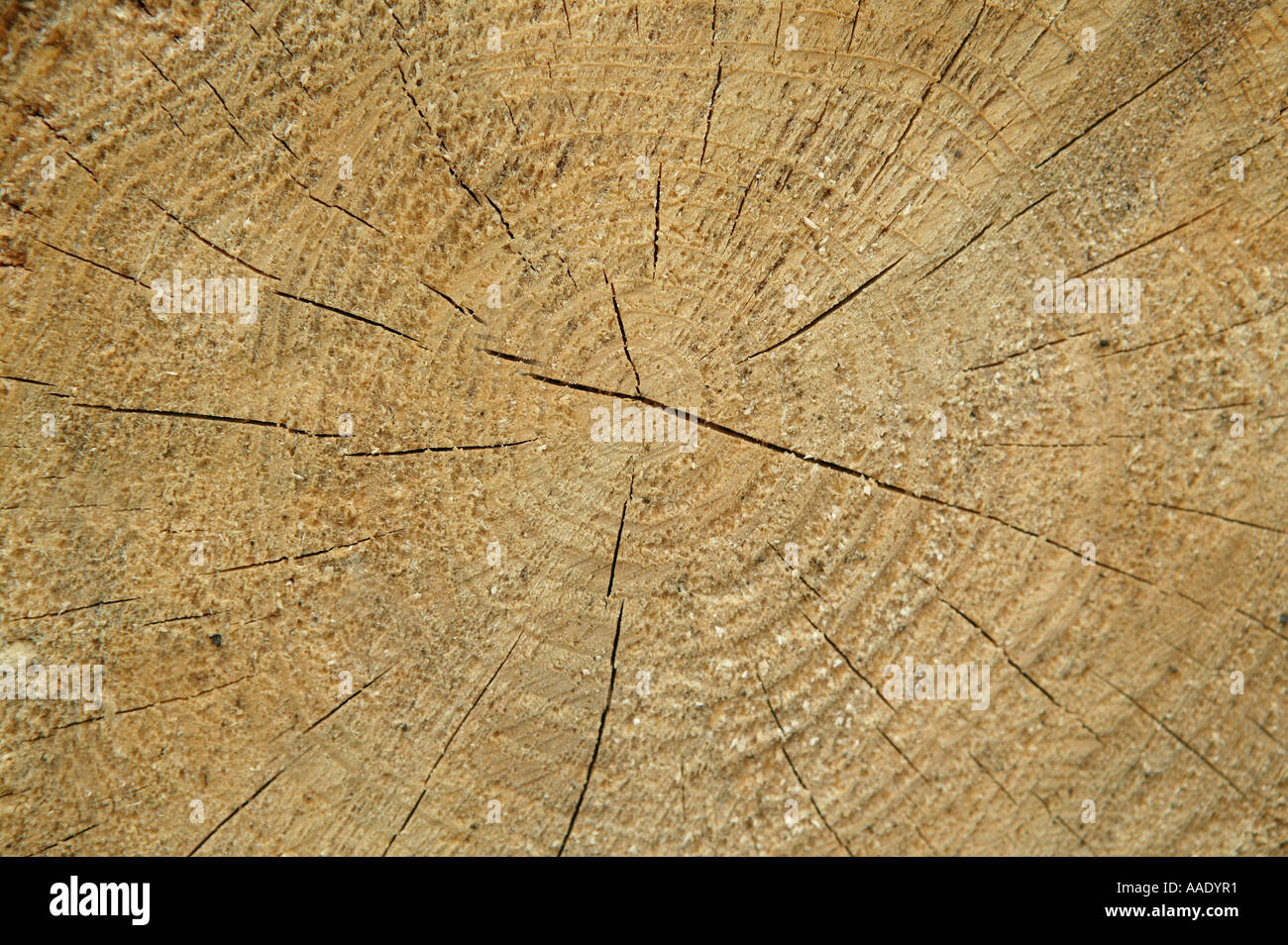 tree cross section taken from above in a horizontal format showing age ...