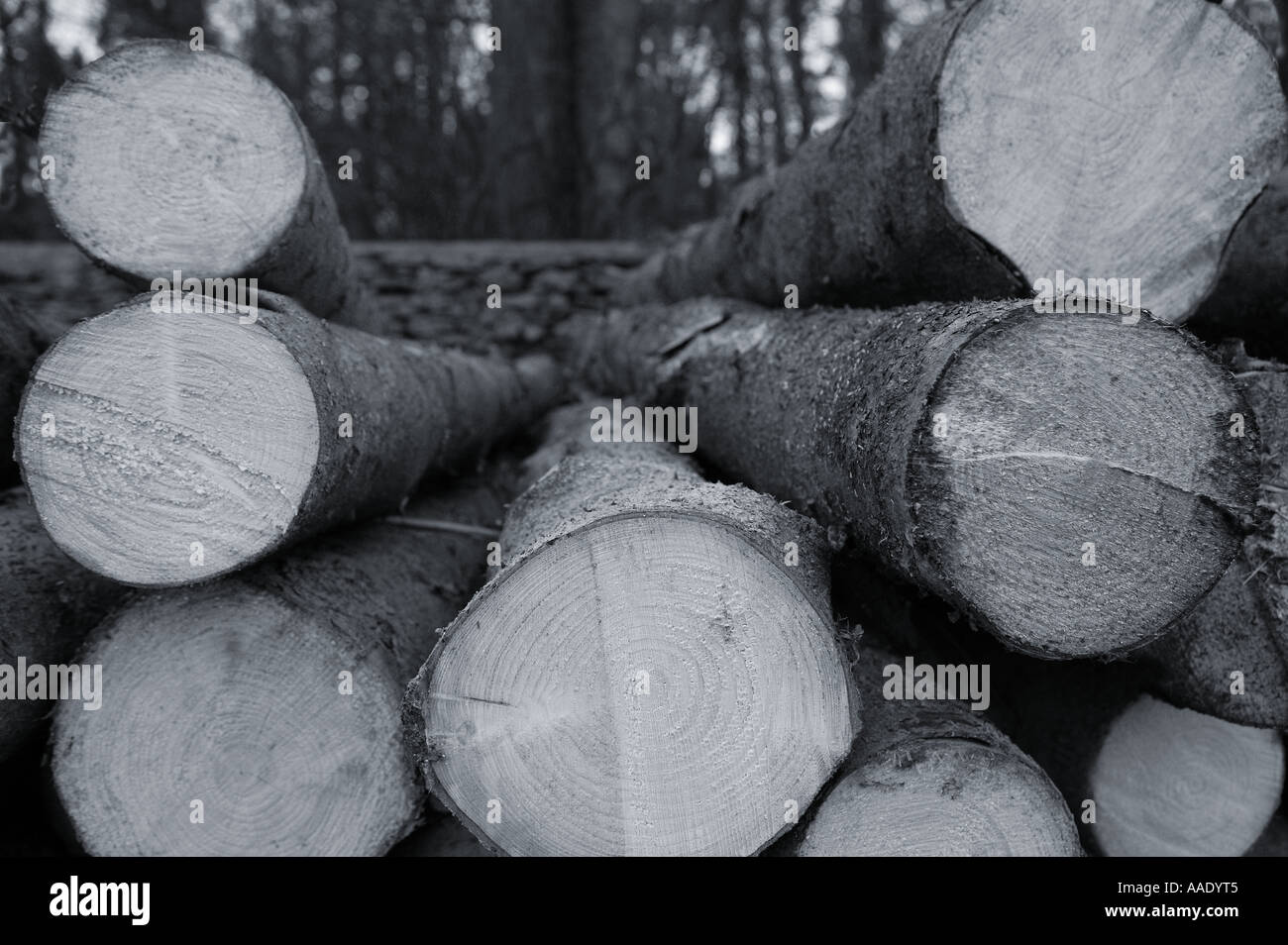stack of felled tree trunks from rural forrest stored ready for ...