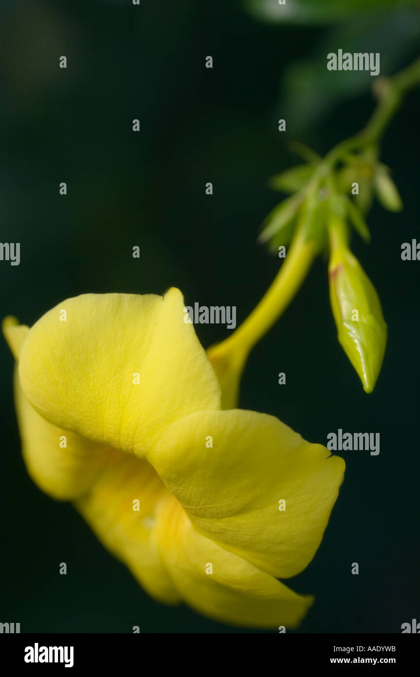 Golden trumpet hi-res stock photography and images - Alamy