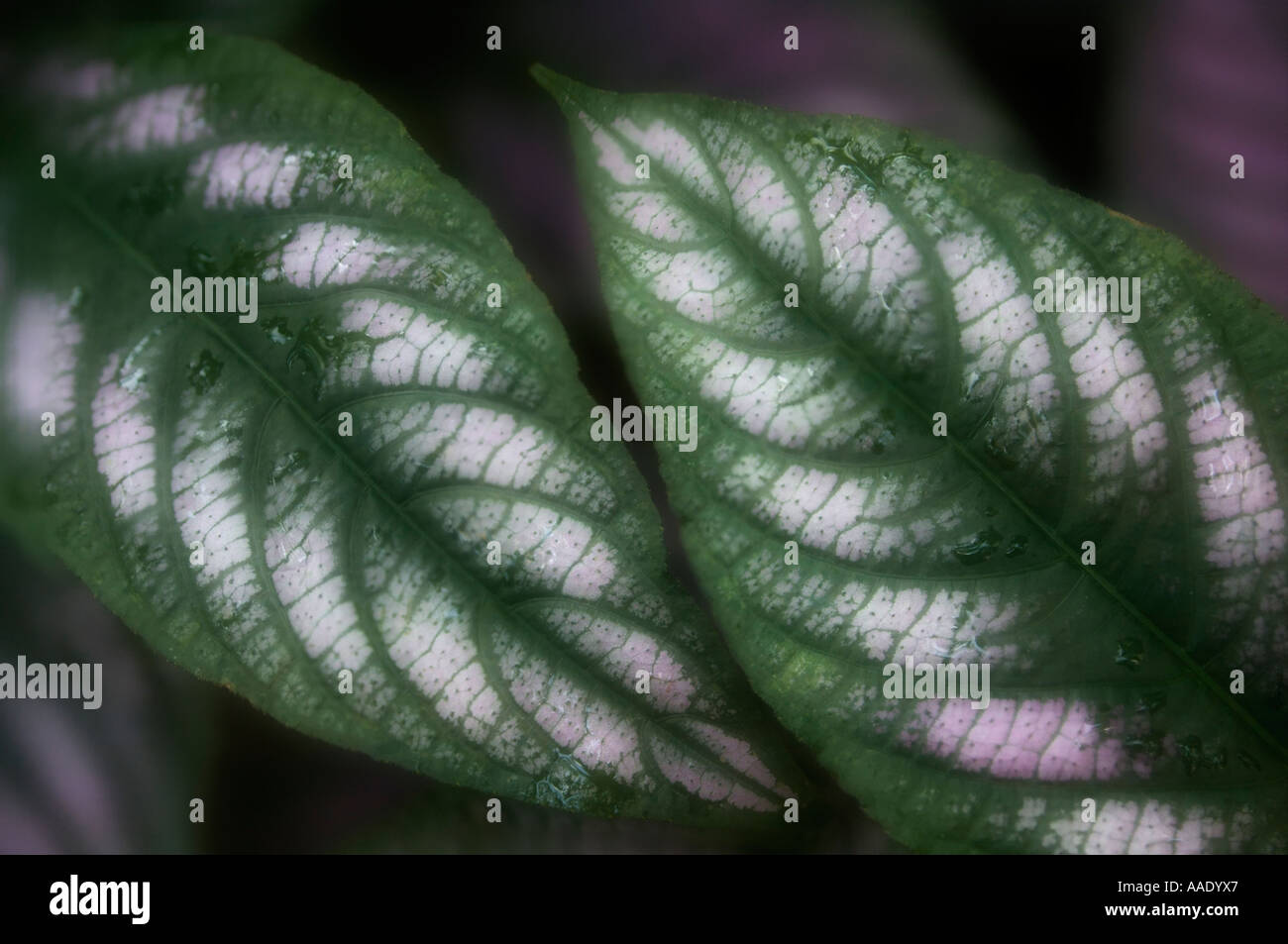 Persian shield hi-res stock photography and images - Alamy