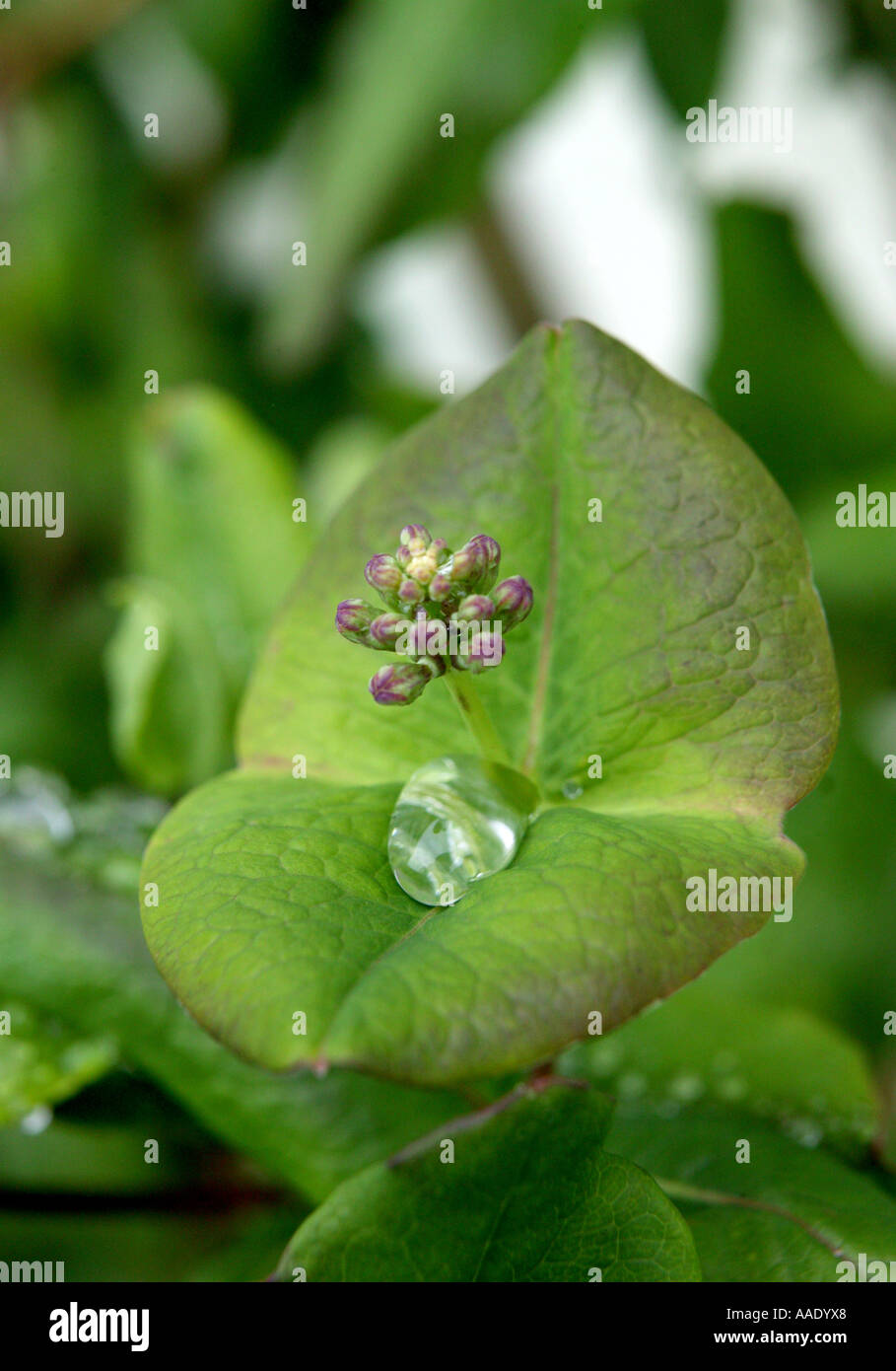 example of how nature holds and stores moisture illustrated by a water ...
