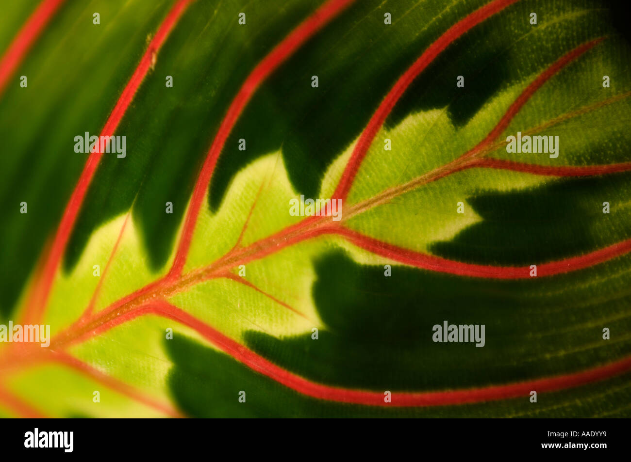 Maranta Sp High Resolution Stock Photography and Images - Alamy