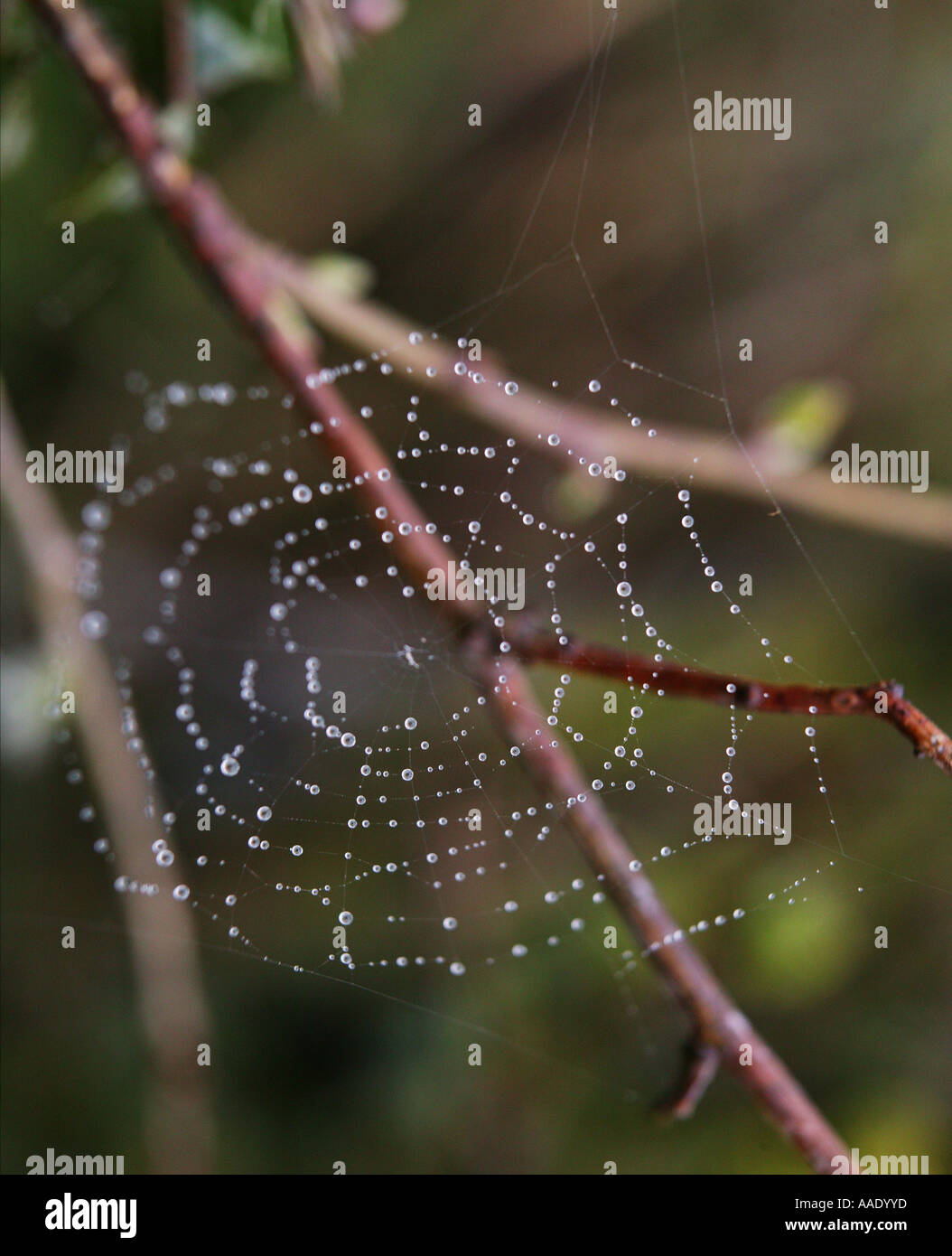 moisture trapped on spiders web Stock Photo - Alamy