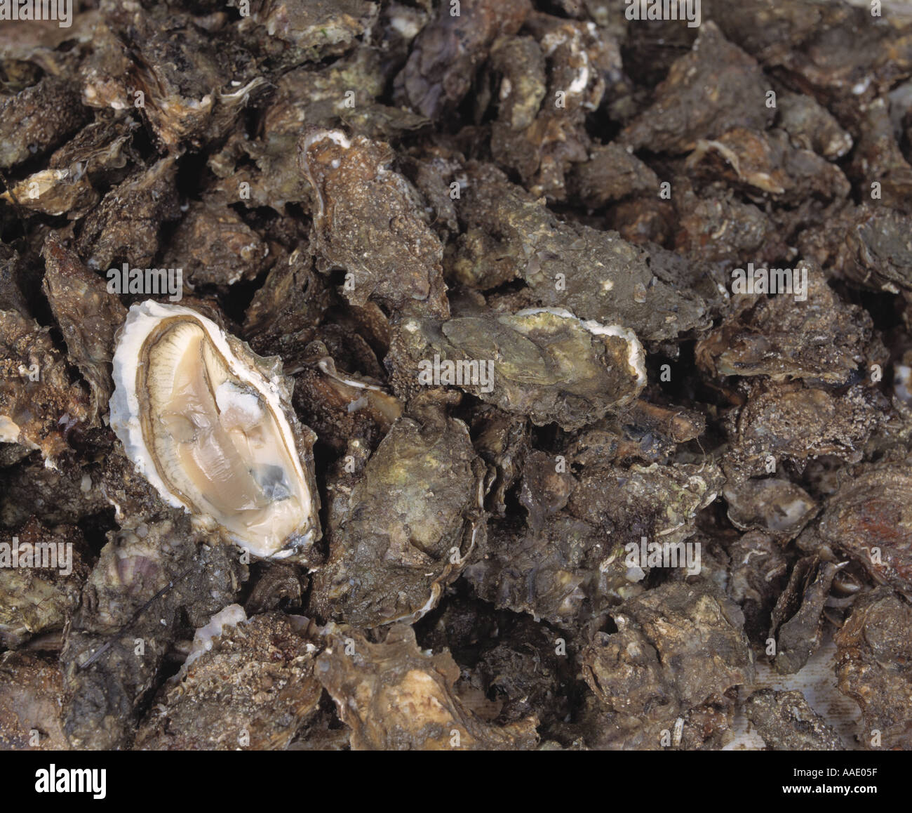 A freshly shucked oyster on a bed of oyster shells Stock Photo - Alamy