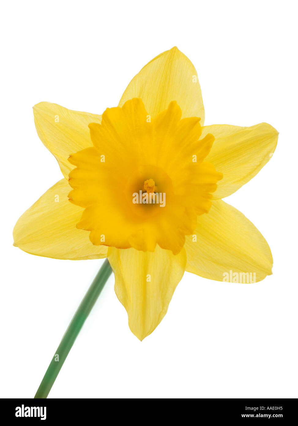 Single daffodil on studio white background Stock Photo - Alamy
