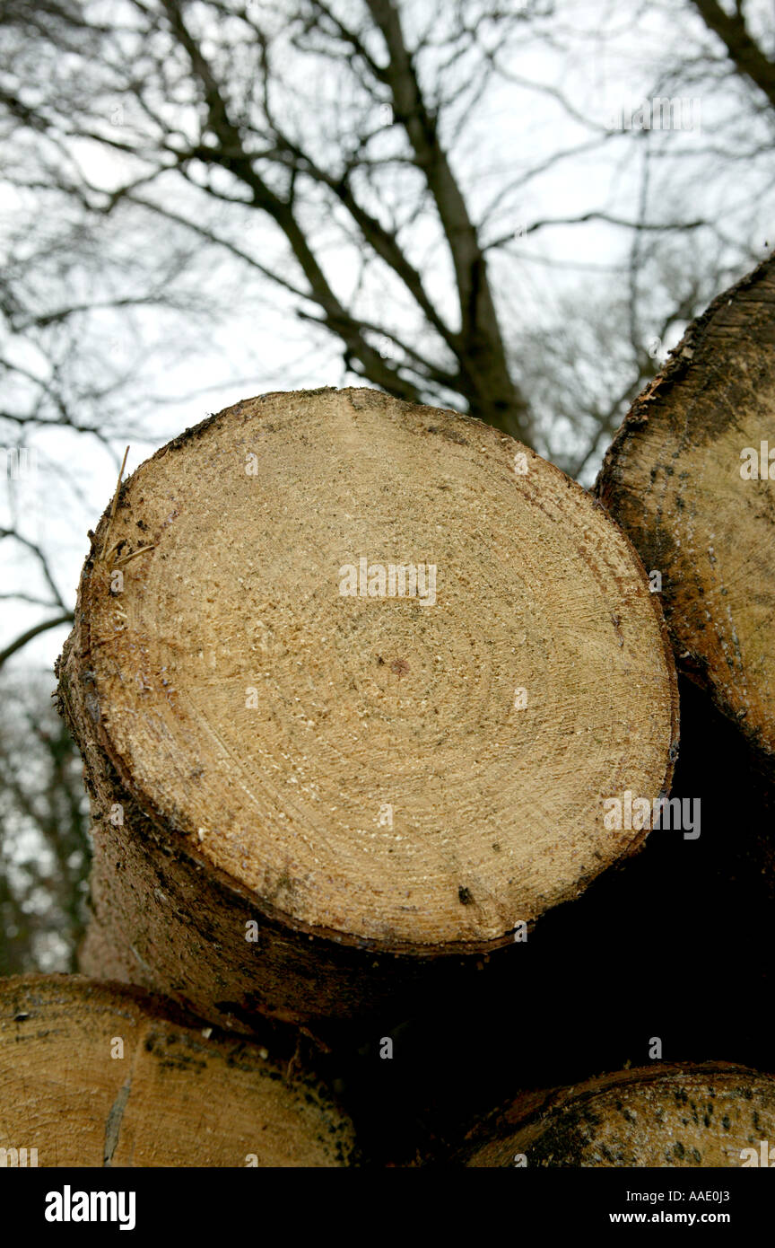 felled tree trunk from rural forrest stored ready for collection ...