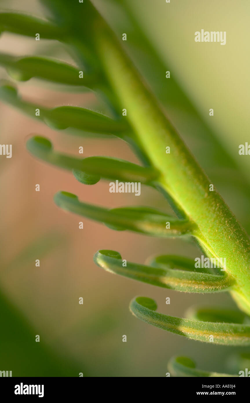 Fern curls unfurling hi-res stock photography and images - Alamy