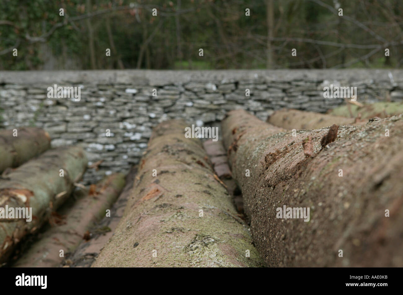 stack of felled tree trunks from rural forrest stored ready for ...