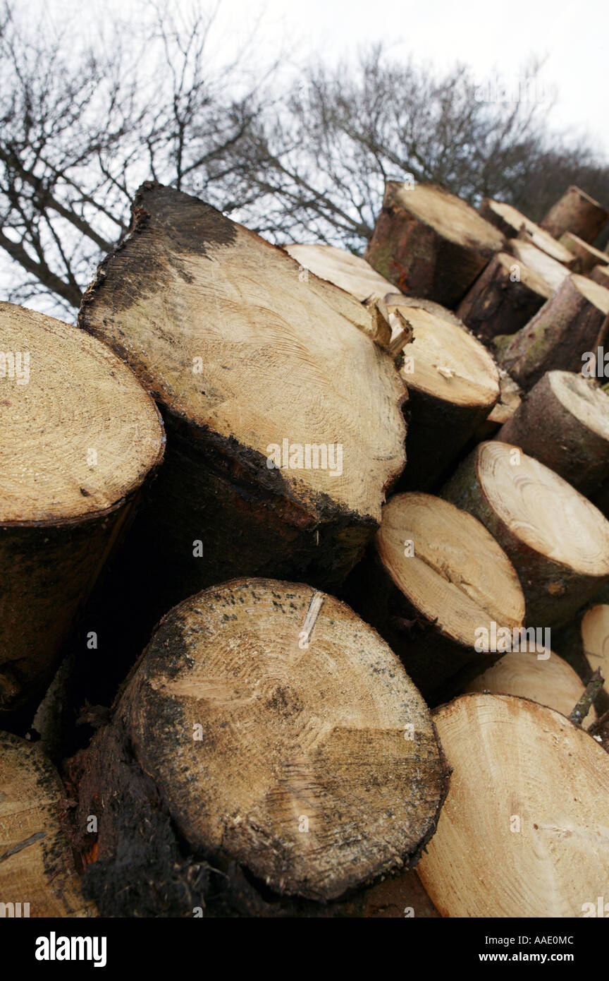stack of felled tree trunks from rural forrest stored ready for ...