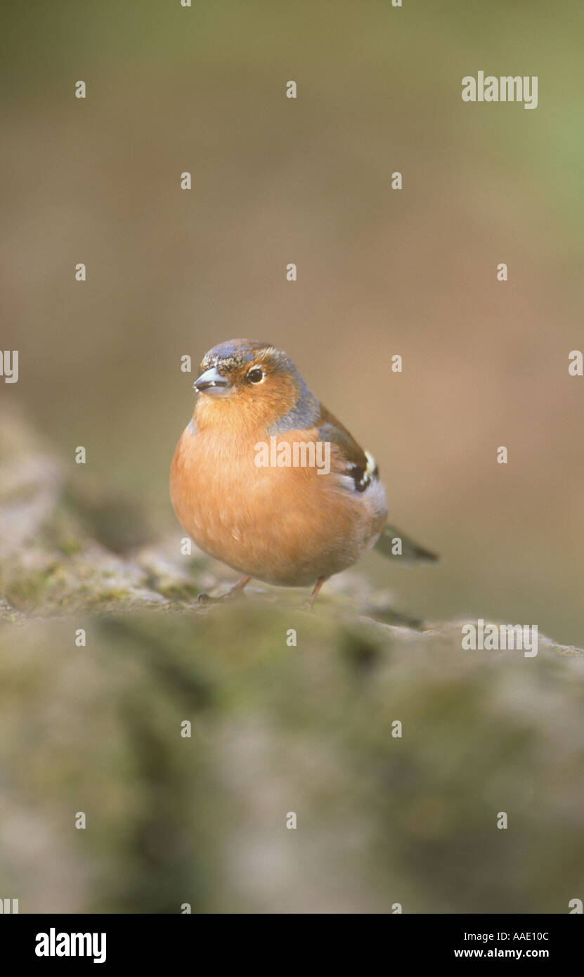 Cute fat bird hi-res stock photography and images - Alamy