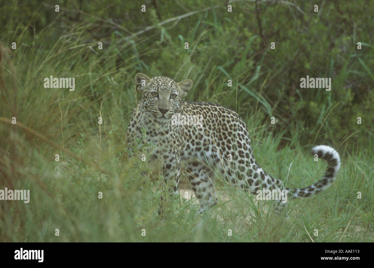 Predator spots hi-res stock photography and images - Alamy