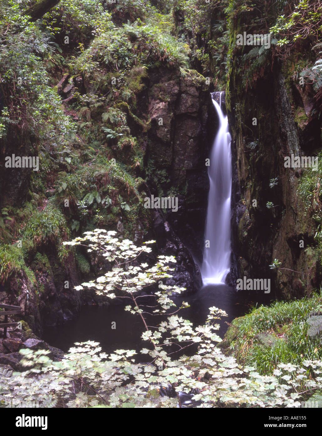 Stanley ghyll force waterfall hi-res stock photography and images - Alamy