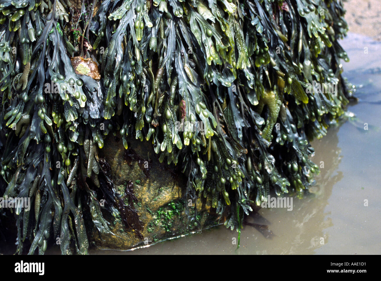 seaweed on a rock Stock Photo - Alamy