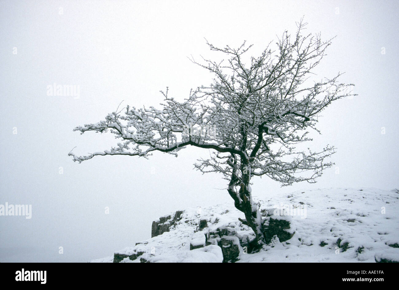 HAWTHORN TREE Crataegus monogyna in snow near Merthyr Tydfil, Brecon ...