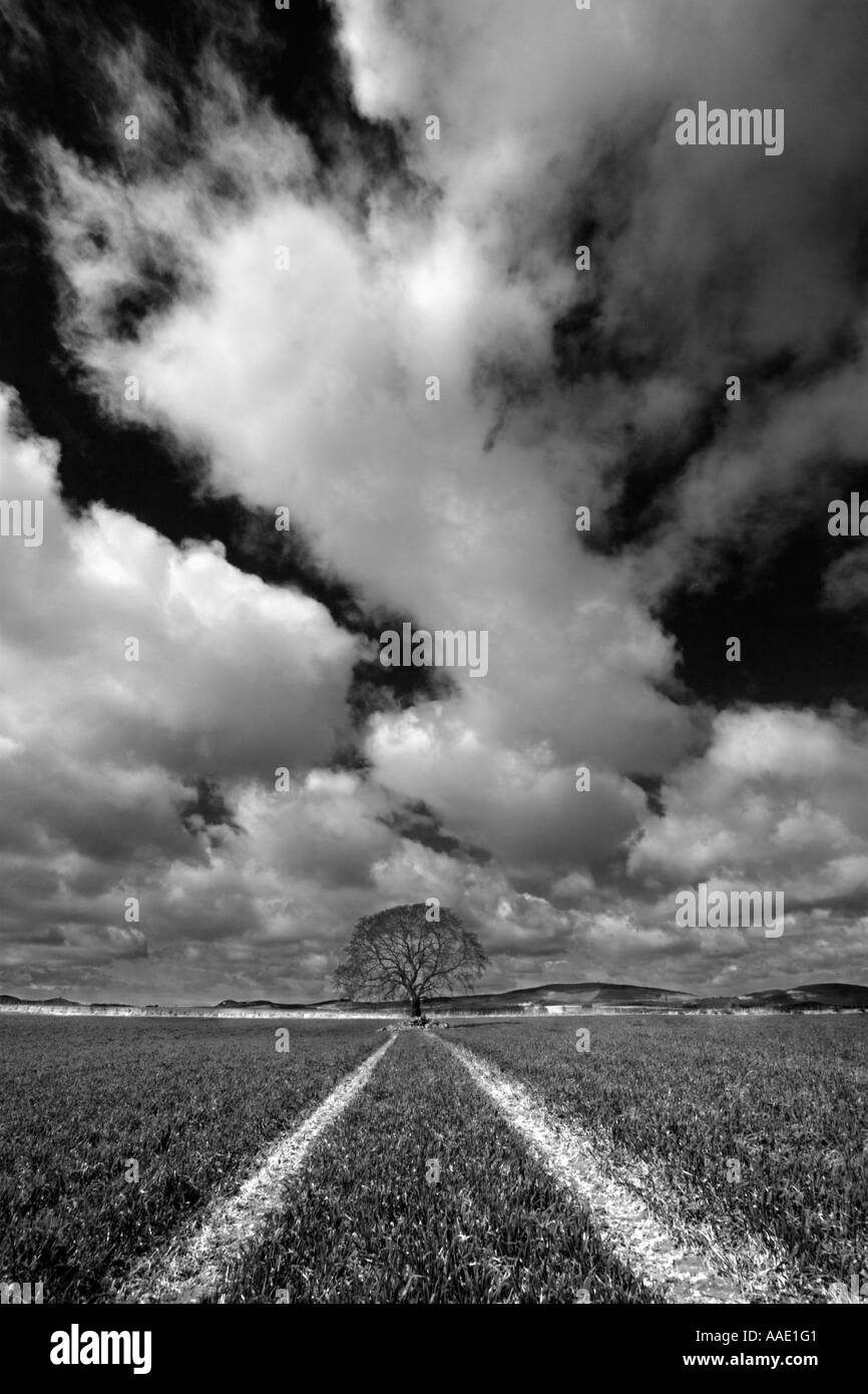 Deforestation vertical Black and White Stock Photos & Images - Alamy