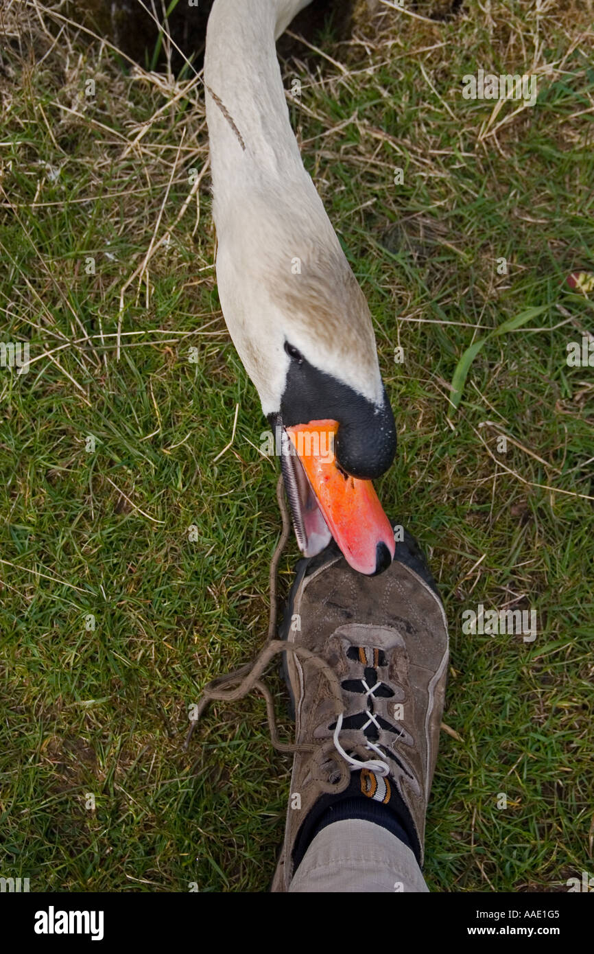 Swan attacking a mans's shoe Stock Photo - Alamy