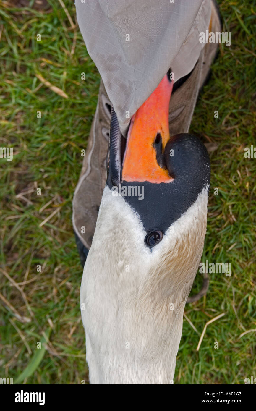 Attacking a swan hi-res stock photography and images - Alamy