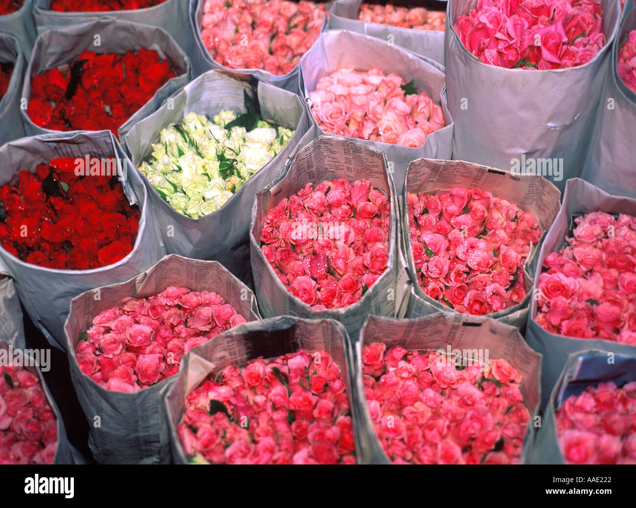 Bunches of pink roses hi-res stock photography and images - Alamy