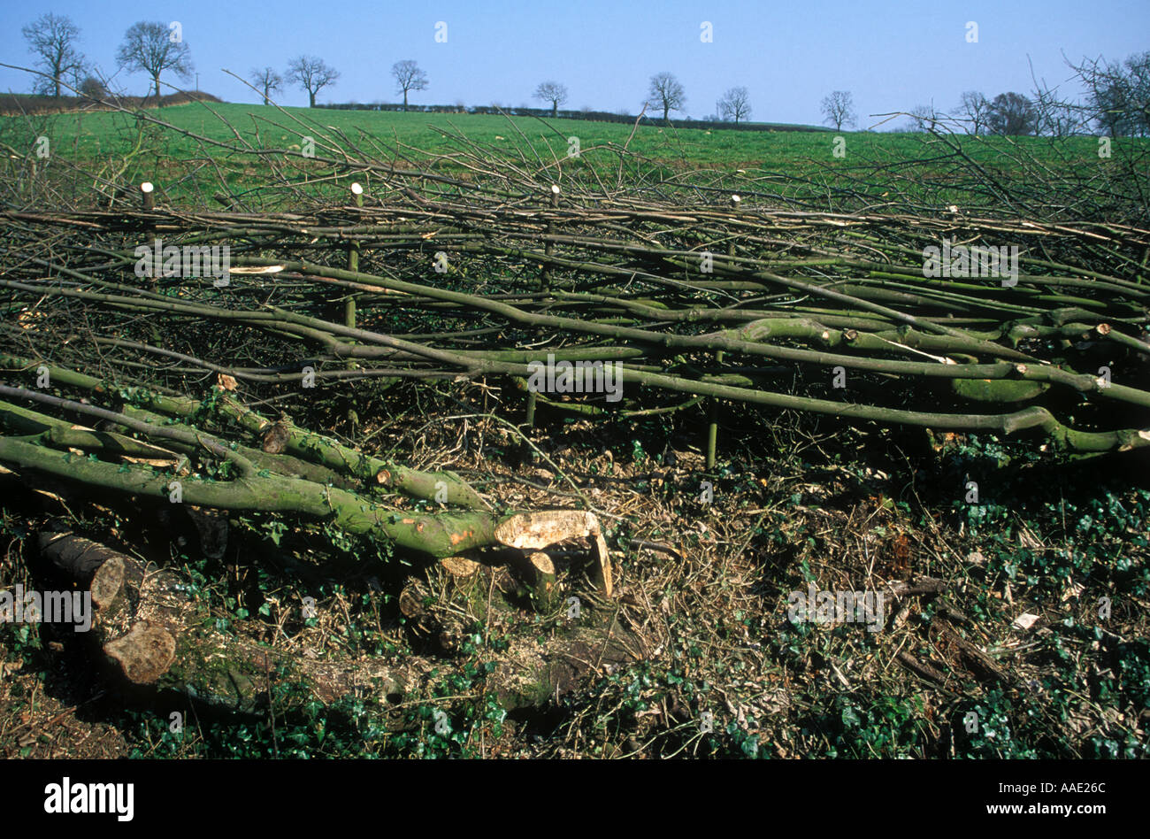 Hedge laying england hi-res stock photography and images - Alamy