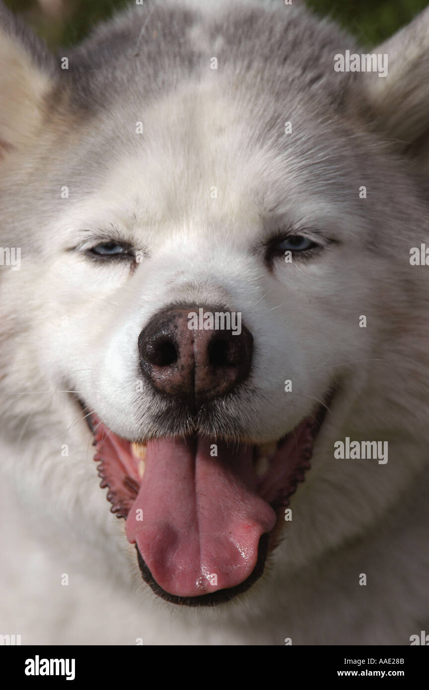 Siberian Husky portrait Stock Photo - Alamy