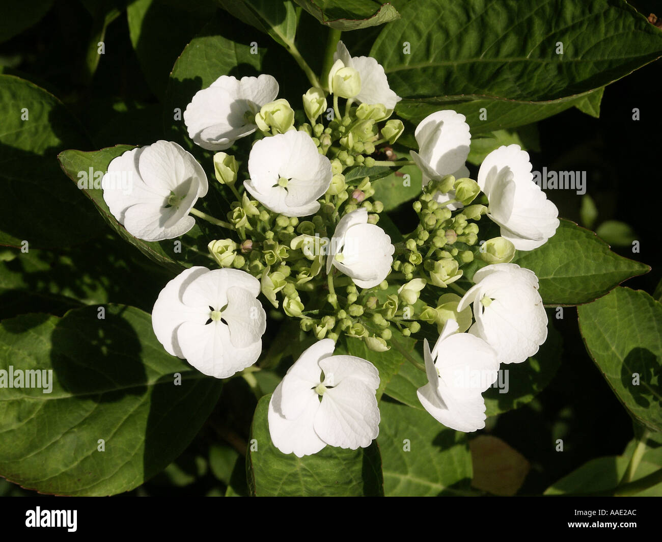 Hydrangea lacecap flowers hi-res stock photography and images - Alamy