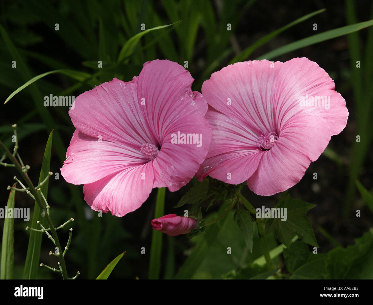 Lavatera trimestris Silver Cup Close up Flower Stock Photo - Alamy