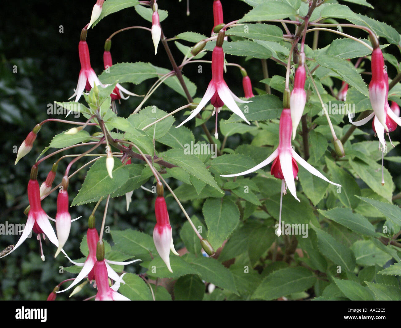 Checkerboard colourful hi-res stock photography and images - Alamy