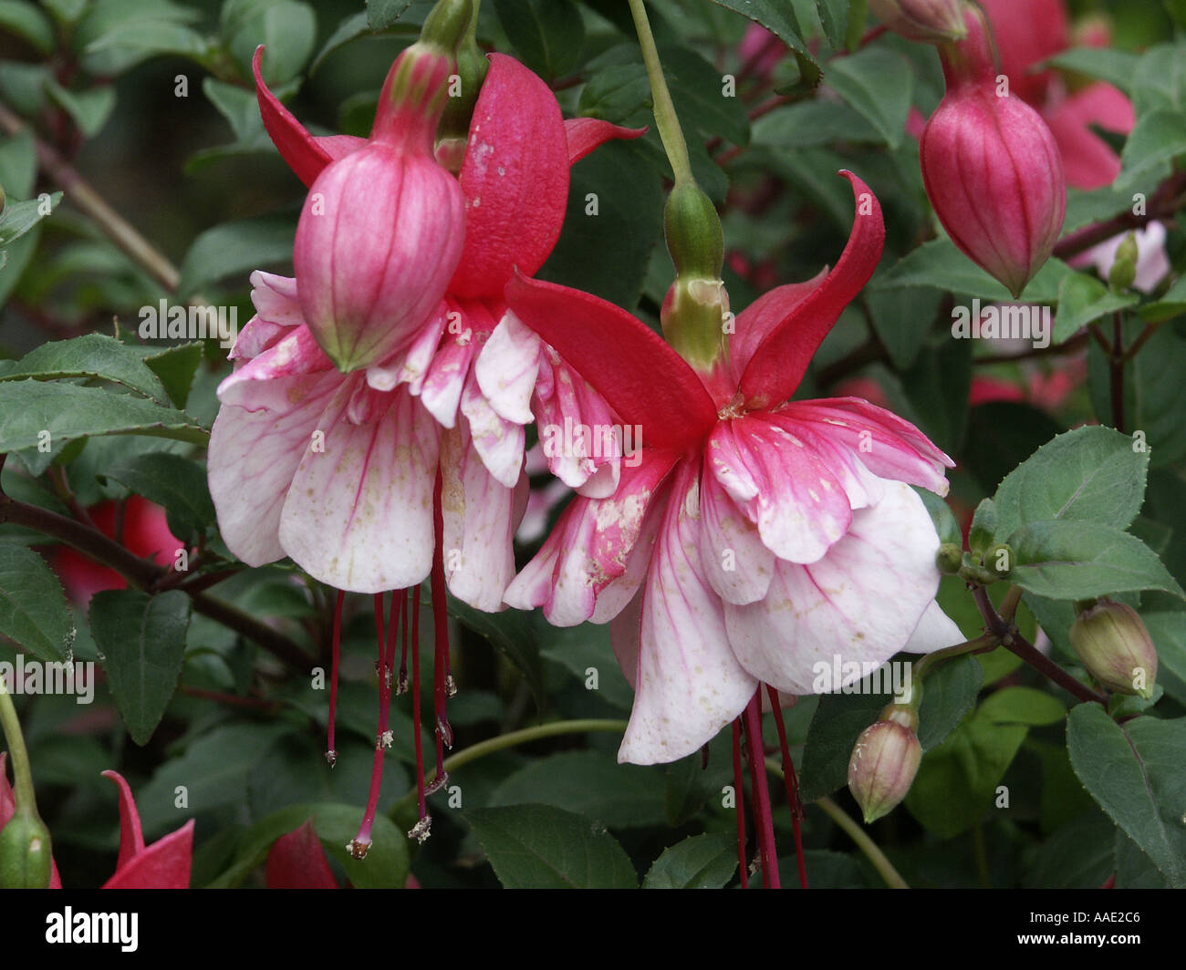 Spion hi-res stock photography and images - Alamy