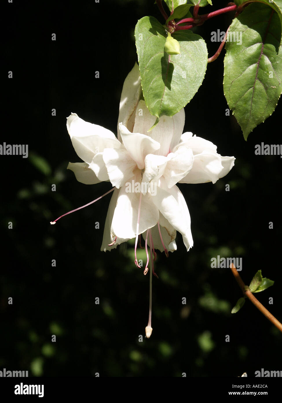 Fuchsia pink marshmallow hi-res stock photography and images - Alamy