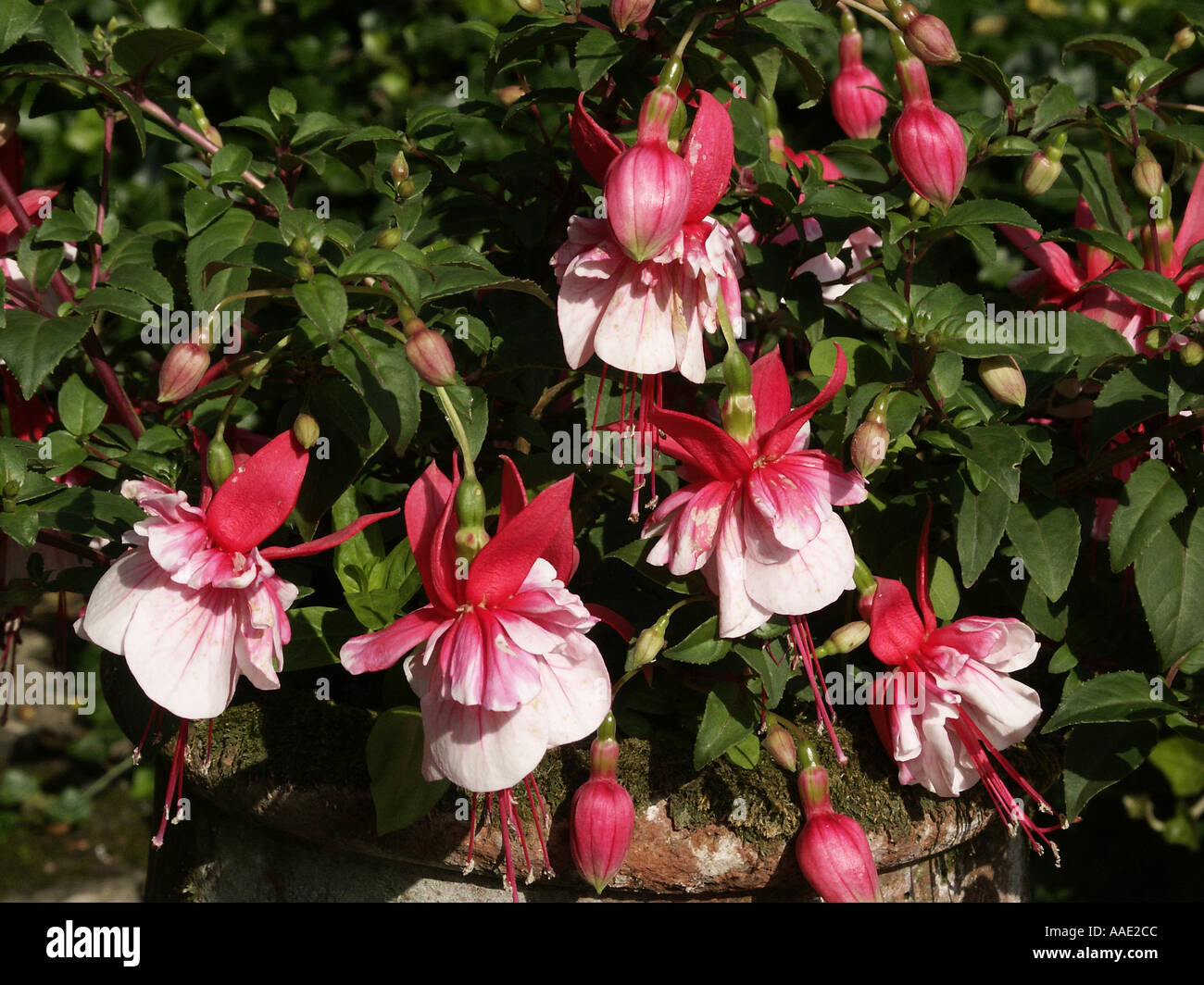 Spion hi-res stock photography and images - Alamy