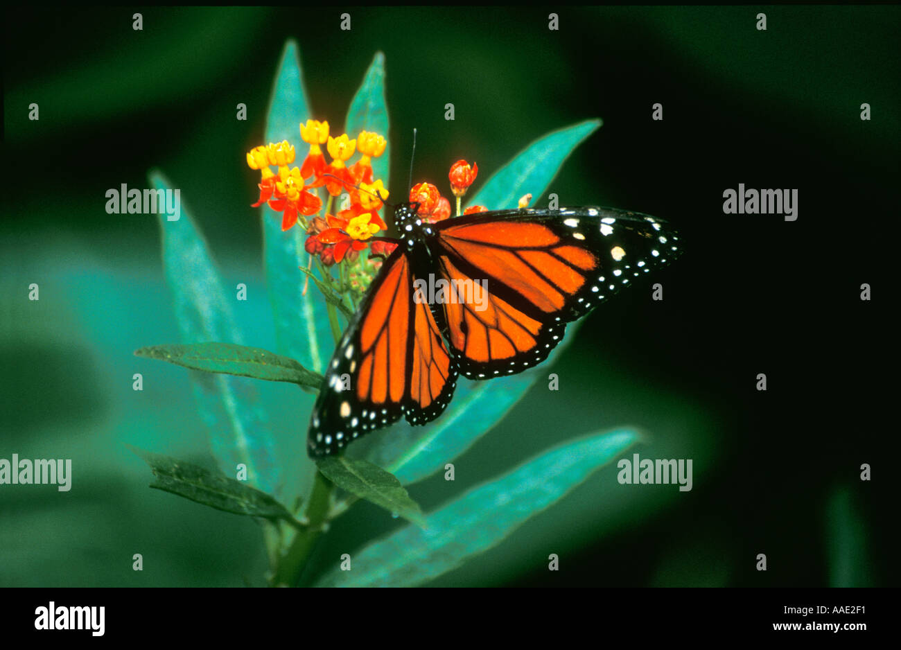 Monarch butterfly Danaus Plexippus Stock Photo - Alamy