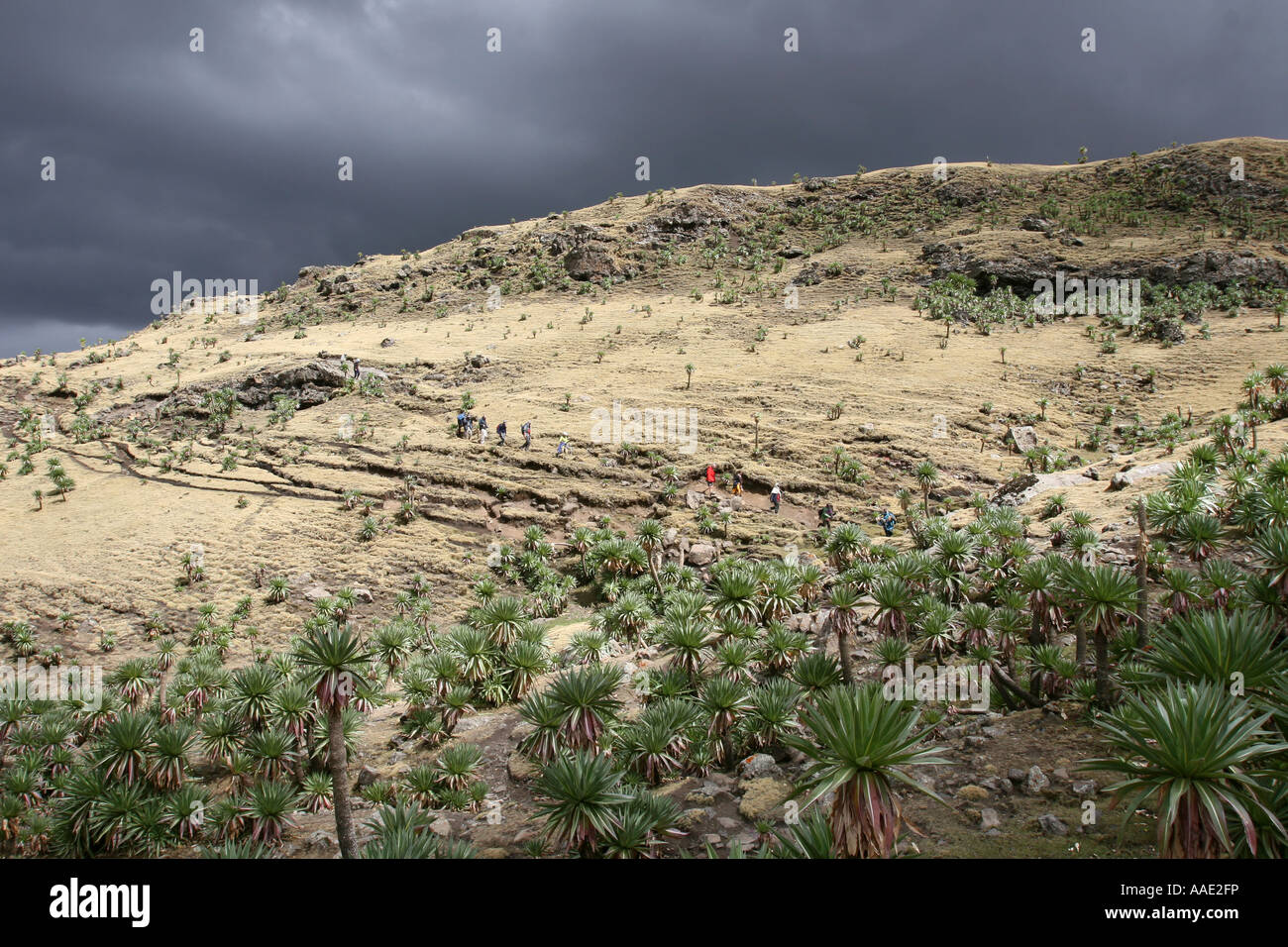 Trekkers descending from summit of Ras Dashen while trekking in the ...