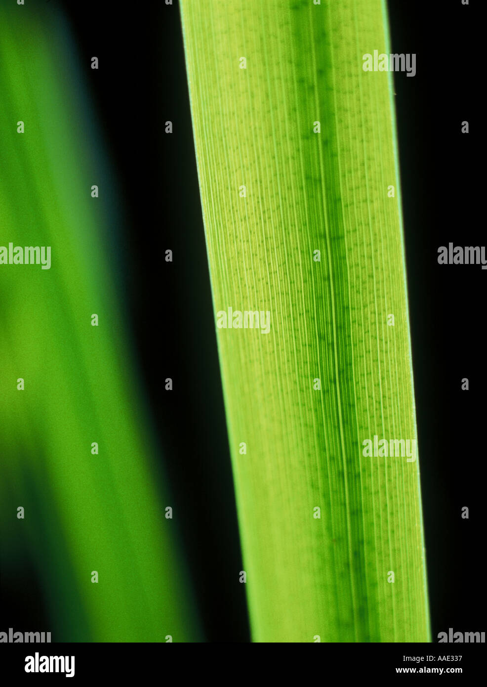 Paludal hi-res stock photography and images - Alamy